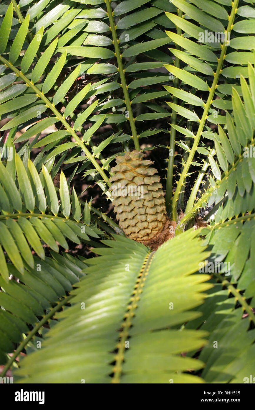 Endangered plants -Fotos und -Bildmaterial in hoher Auflösung – Alamy
