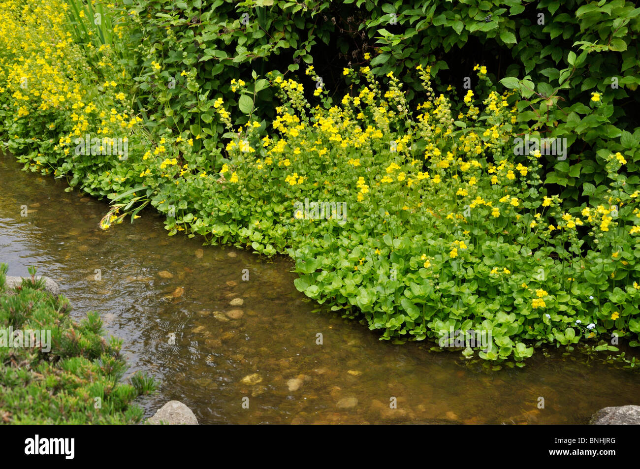 Gelbe affenblume -Fotos und -Bildmaterial in hoher Auflösung – Alamy