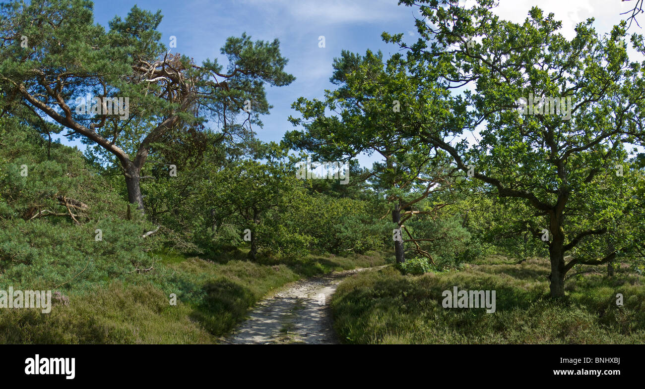 Die Niederlande Holland Bergen Aan Zee Dünen kaum Bäume Weg Sand ...