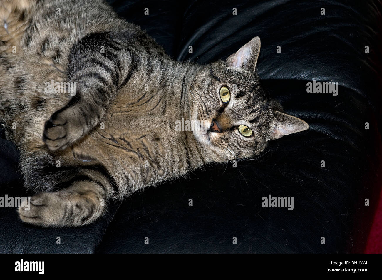 Liegende tiere -Fotos und -Bildmaterial in hoher Auflösung – Alamy