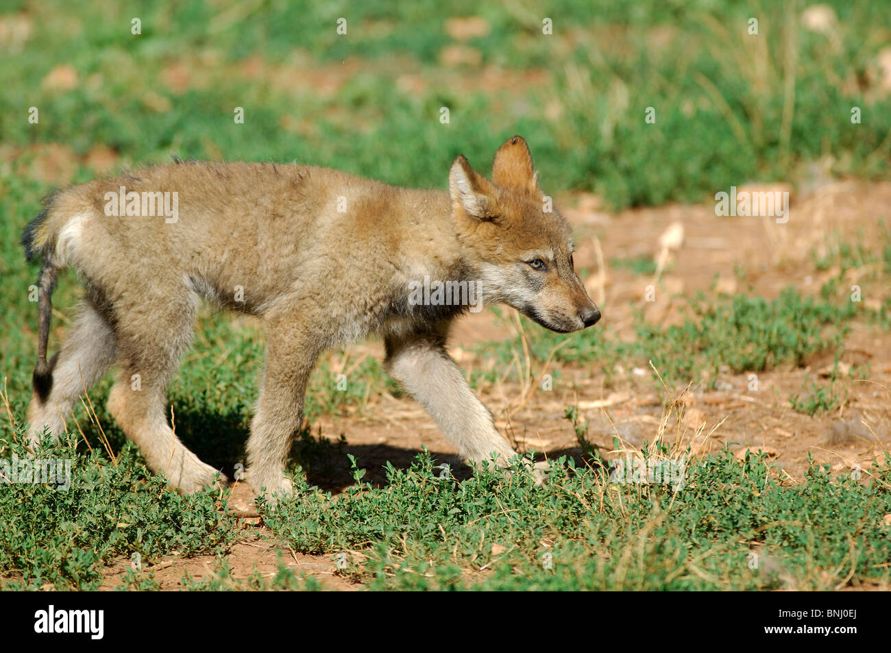 Gray wolf canis lupus -Fotos und -Bildmaterial in hoher Auflösung – Alamy