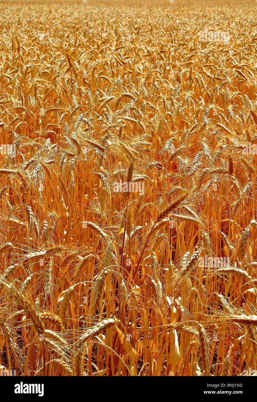 Wie Siet Weizen Aus Stockfotos und -bilder Kaufen - Alamy