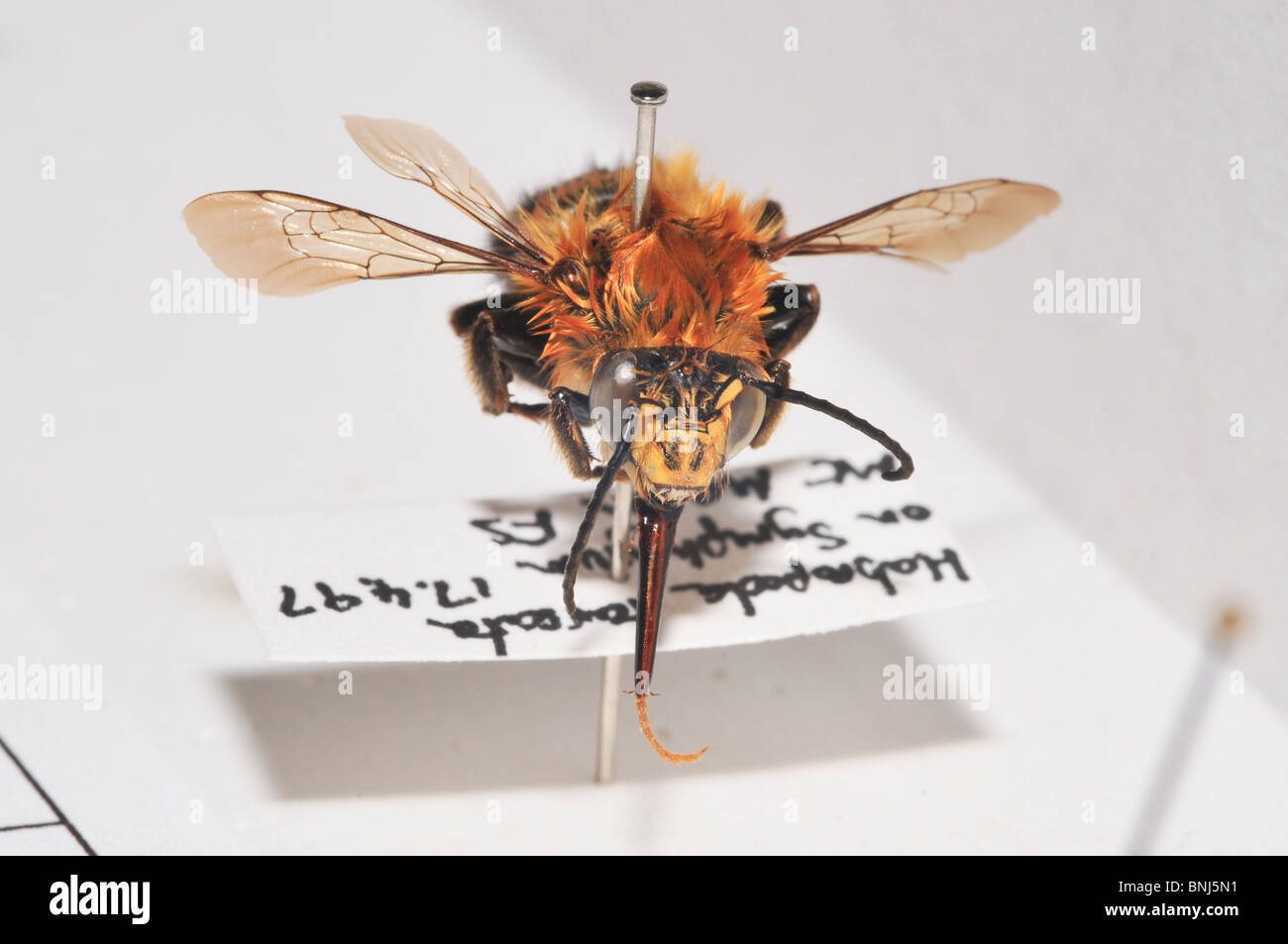Verschiedene bienenarten -Fotos und -Bildmaterial in hoher Auflösung ...