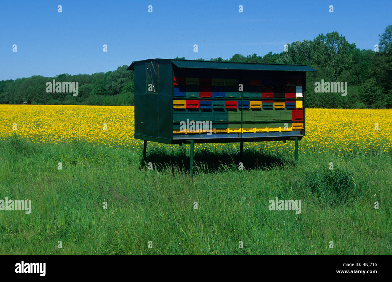 Slowenien Bienenstock Bienenhaus Biene Hof Wiese Raps Feld Holz Wald ...