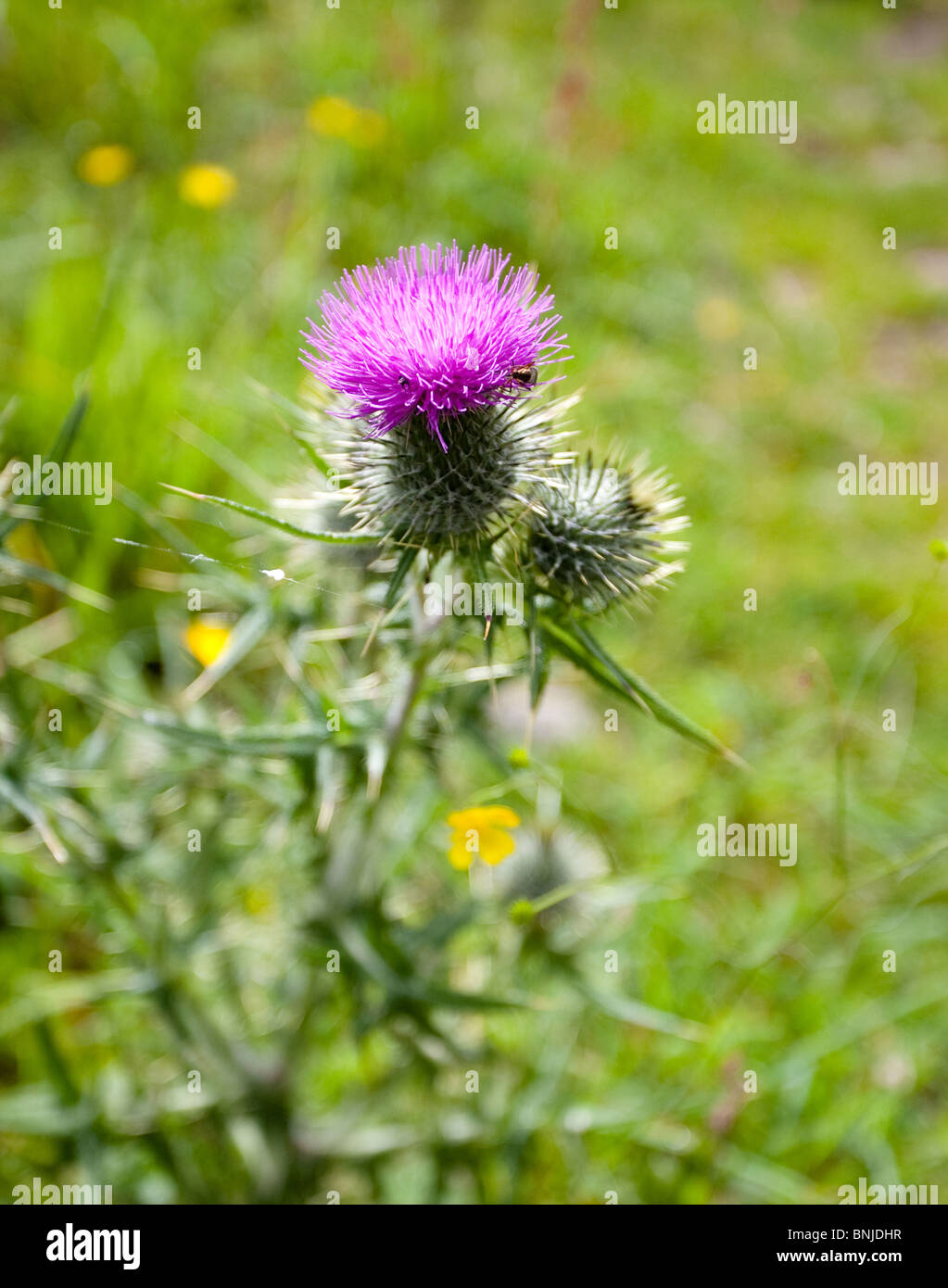 Distel von schottland -Fotos und -Bildmaterial in hoher Auflösung – Alamy