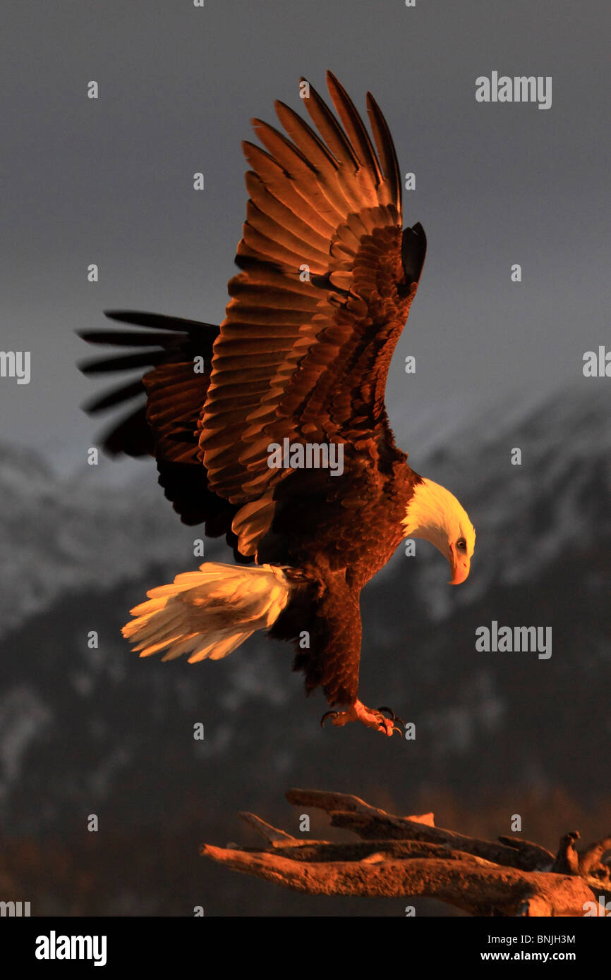 Bald eagle head -Fotos und -Bildmaterial in hoher Auflösung – Alamy