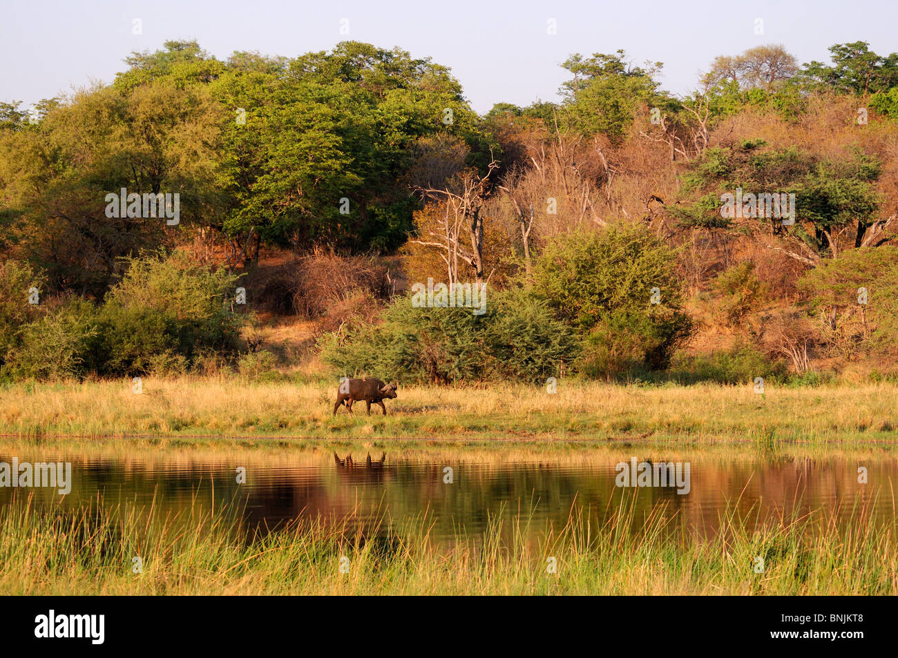 Afrikanischer Büffel tierischen Syncerus Caffer Bwabwata Nationalpark ...