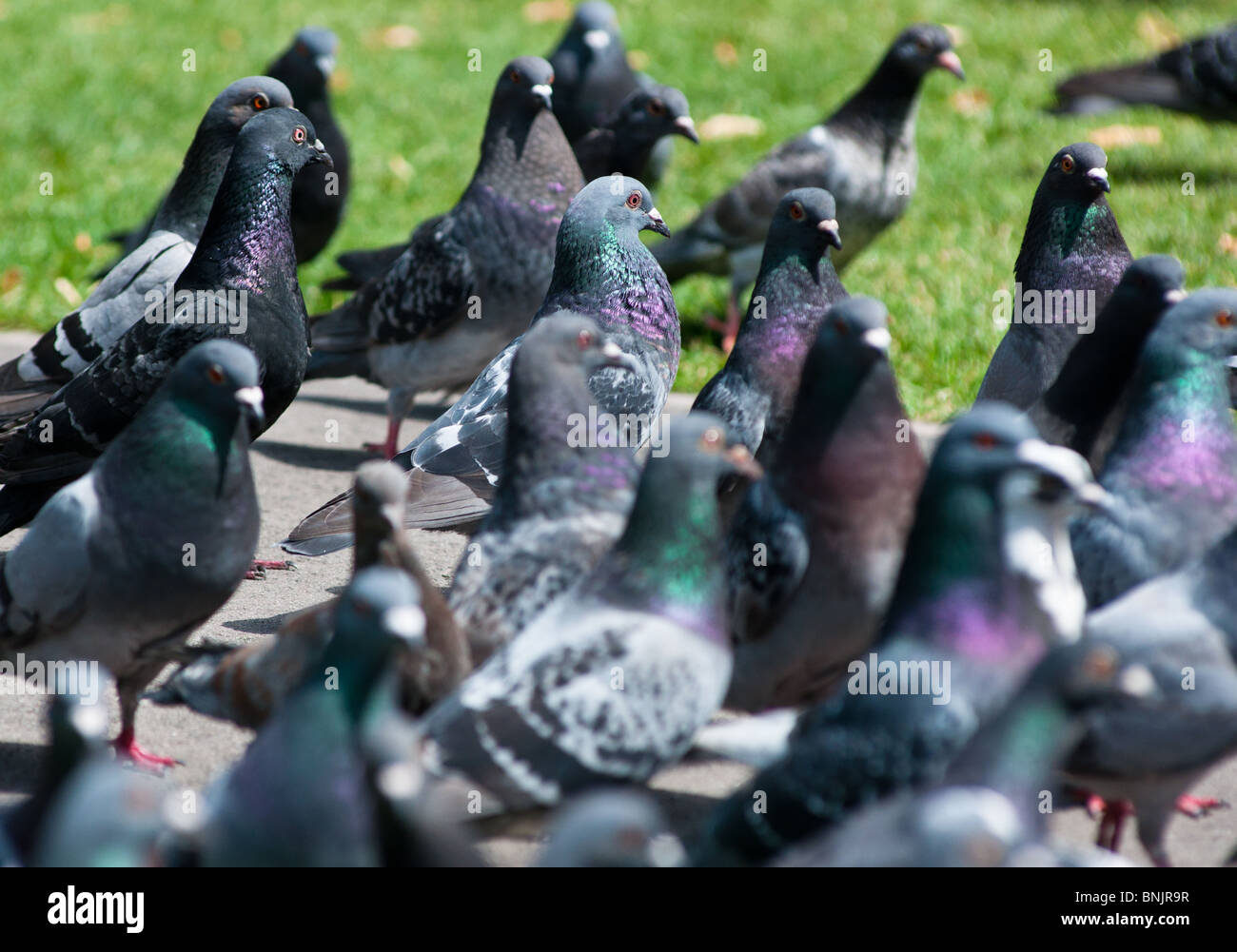 Tauben auf gras -Fotos und -Bildmaterial in hoher Auflösung – Alamy