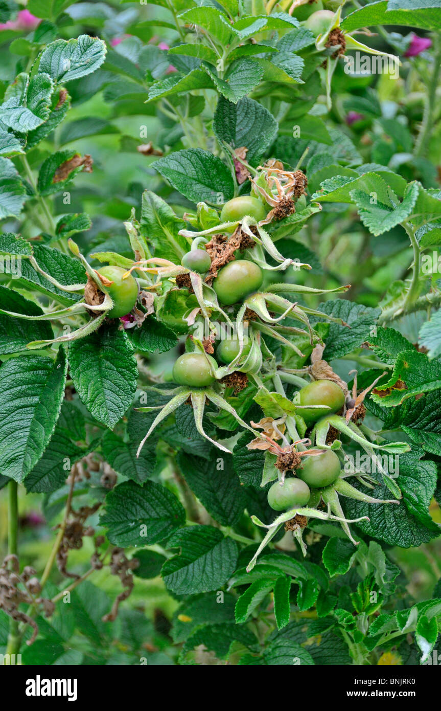 Rosa rugosa rubra -Fotos und -Bildmaterial in hoher Auflösung – Alamy