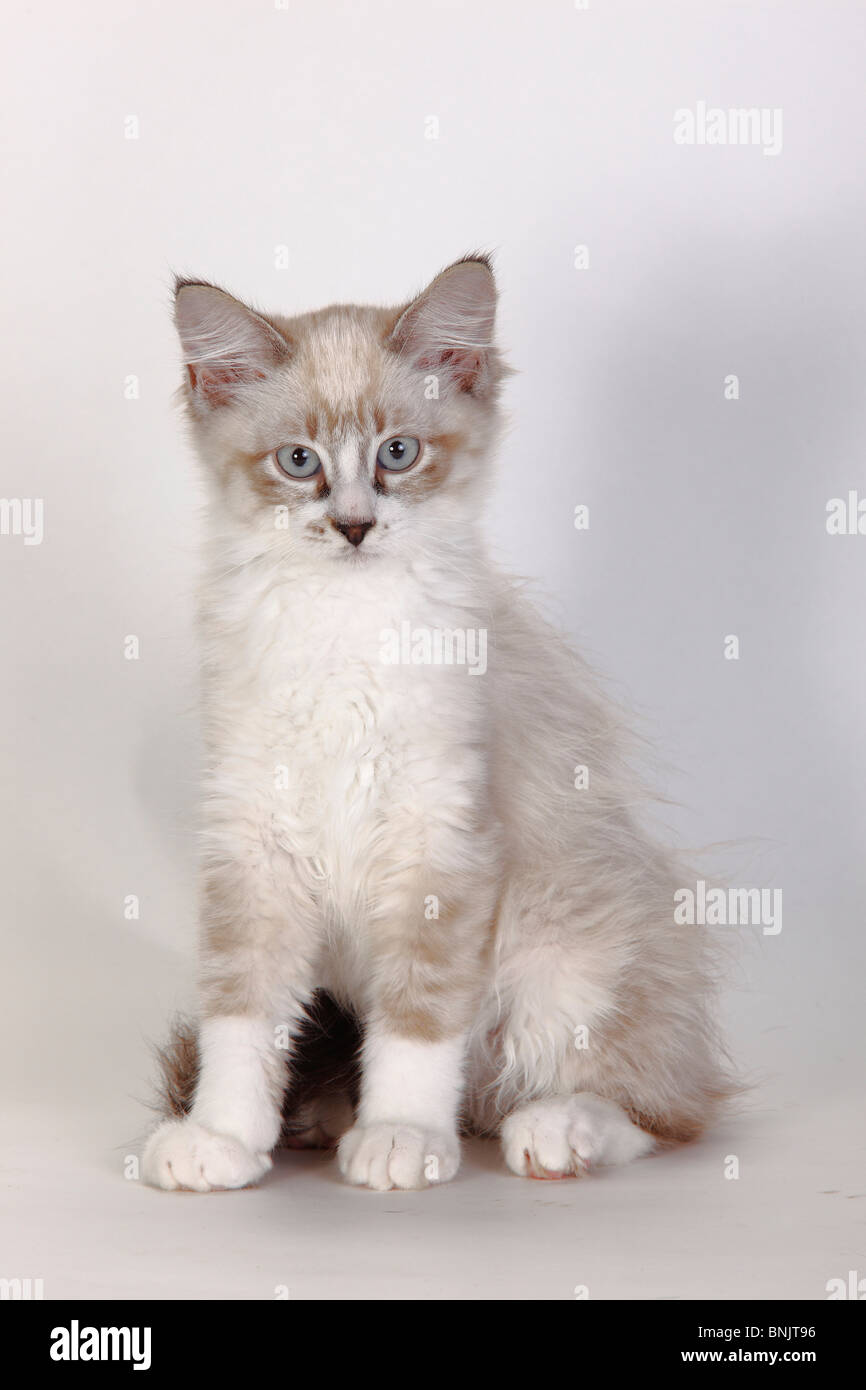 Neva Masquarade Kätzchen, 3 Monate / Neva Masquerade, Sibirische Katze ...