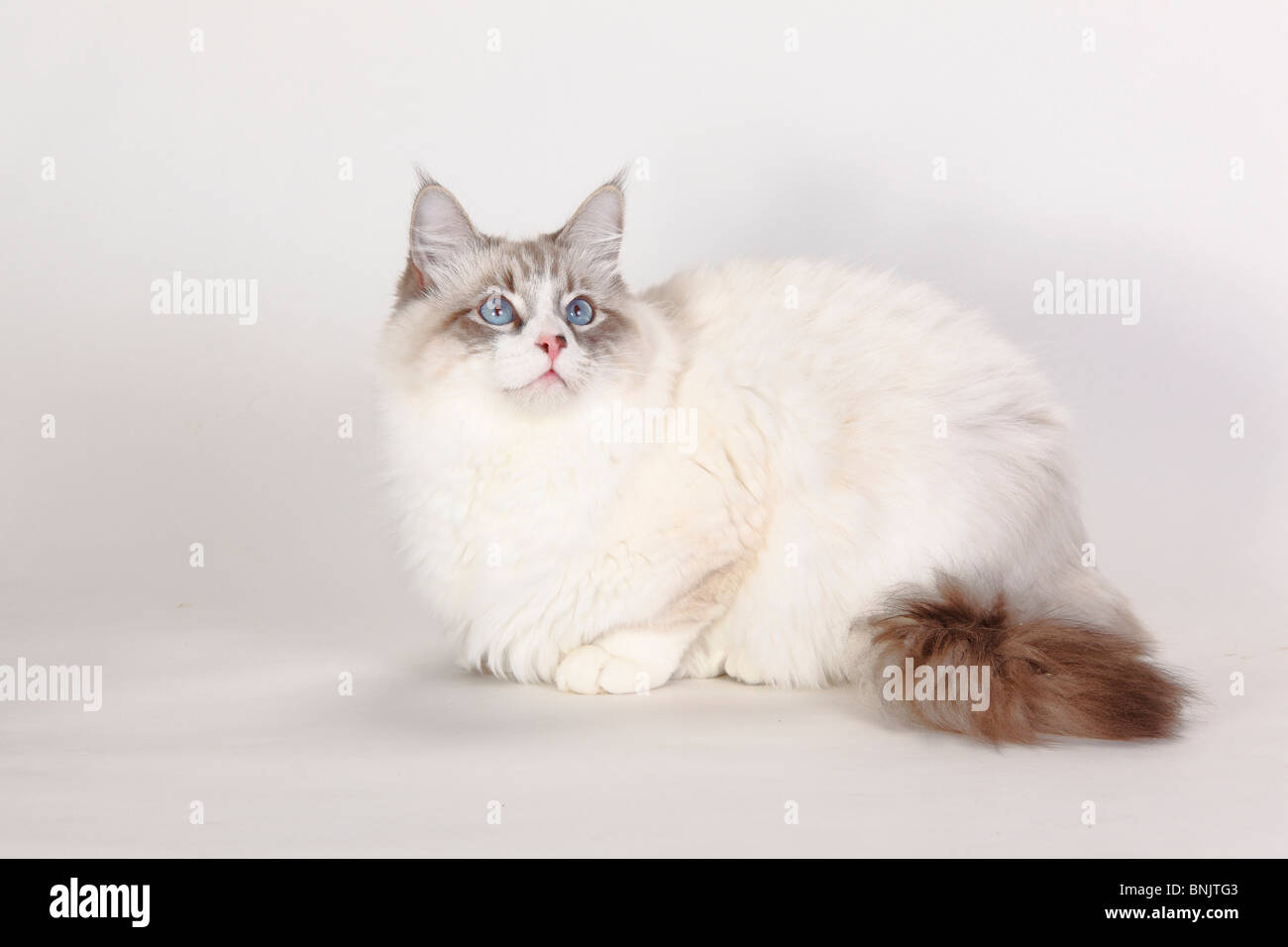 Neva Masquarade, Tomcat / Neva Masquerade, Sibirische Katze, sibirische ...