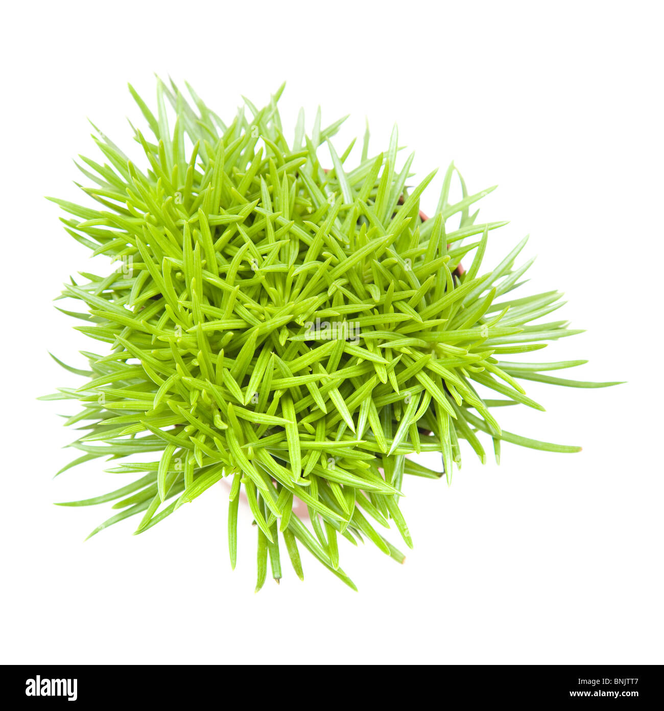 kleine saftige Busch Senecio Pflanze; Schuss von oben, isoliert auf ...