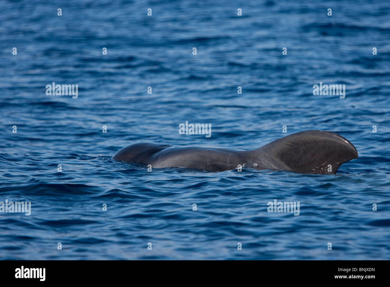 Wal pod -Fotos und -Bildmaterial in hoher Auflösung – Alamy