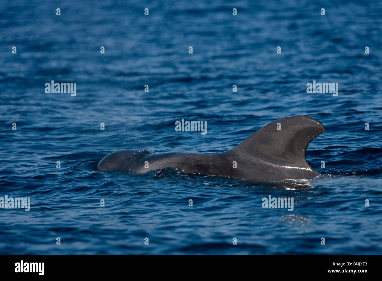 Kurz-finned Pilotwal, Globicephala Macrorhynchus, Grindwal, Pico ...