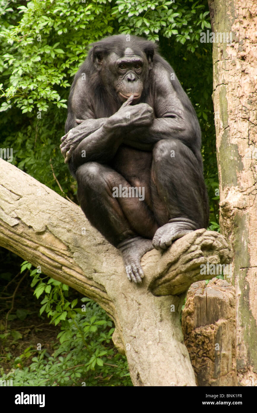 Der Denker. Bonobo oder Pygmy Schimpansen. Cincinnati Zoo, Cincinnati ...