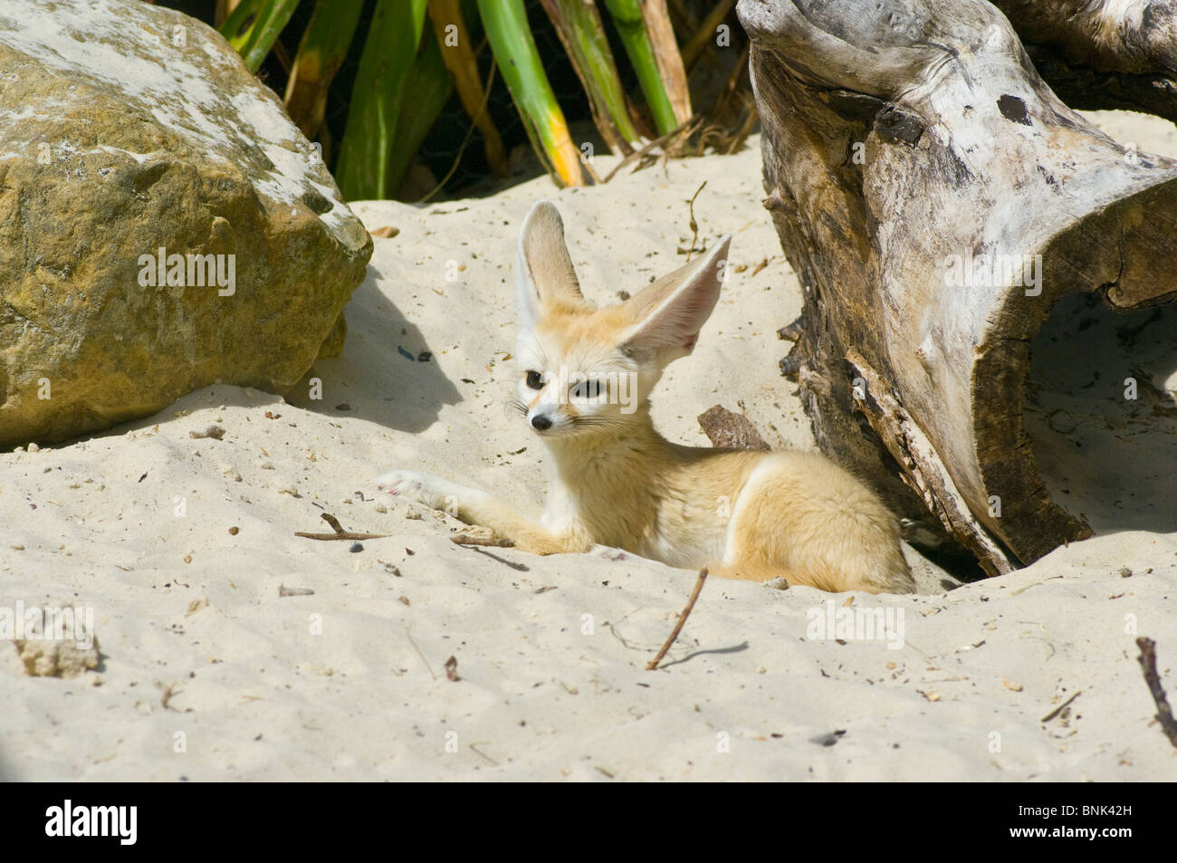Fennek Fuchs Stockfotos und -bilder Kaufen - Alamy