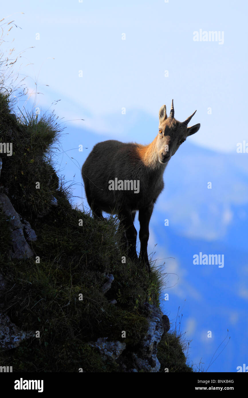 Alpen Bergfauna Bergfauna Berg Berge Berg Berg Pflanzenwelt Capra Ibex ...