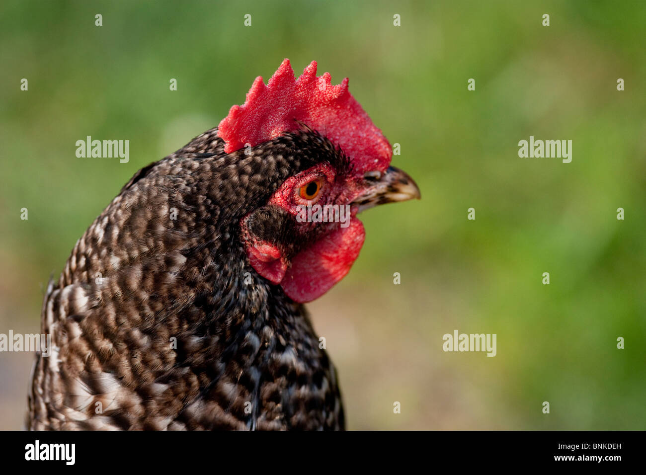 Bauernhof einstellung -Fotos und -Bildmaterial in hoher Auflösung – Alamy