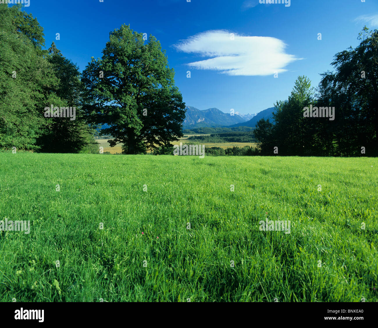 Deutschland-Murnauer Moos Natur Pflanzen Bäume Wiese Feld grüne ...