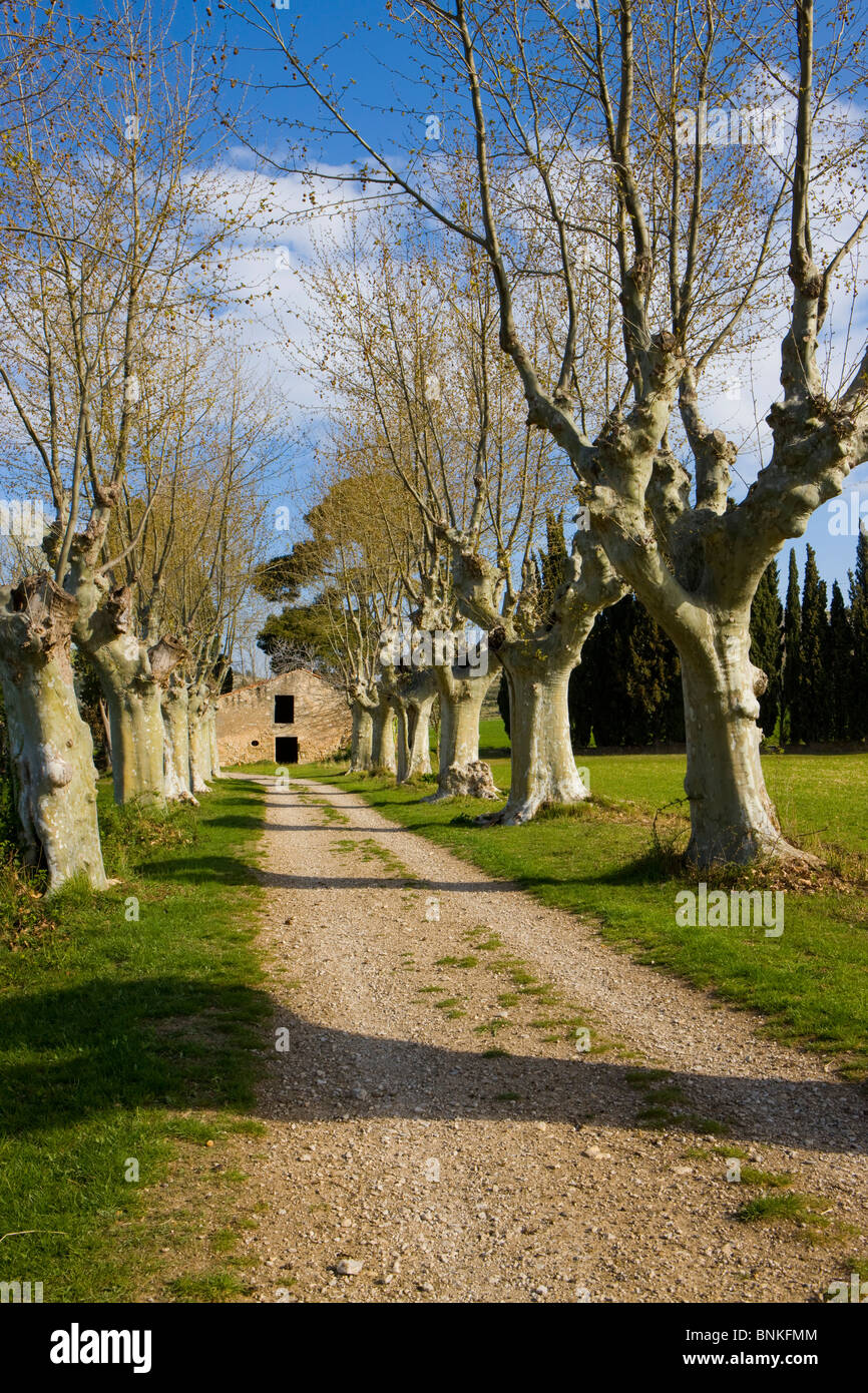 Maussane Les Alpilles Frankreich Provence Bäume Platanen, die Kiefer ...