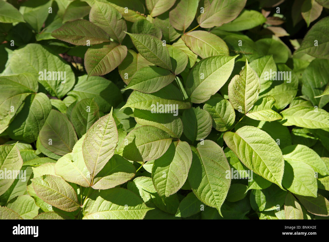 Auralia nudicaulis -Fotos und -Bildmaterial in hoher Auflösung – Alamy