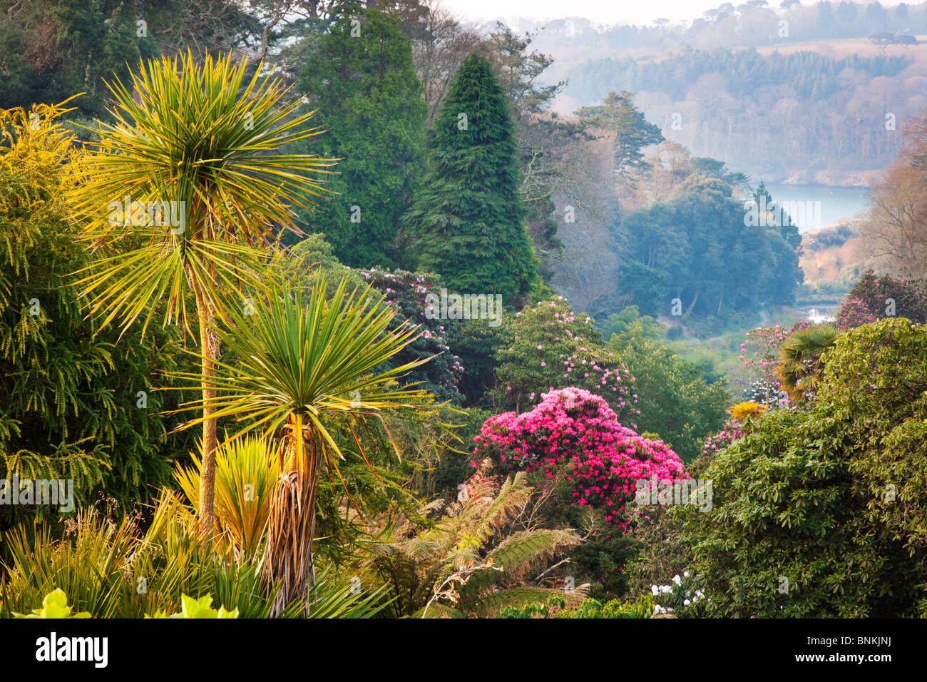 Palmen in cornwall -Fotos und -Bildmaterial in hoher Auflösung – Alamy