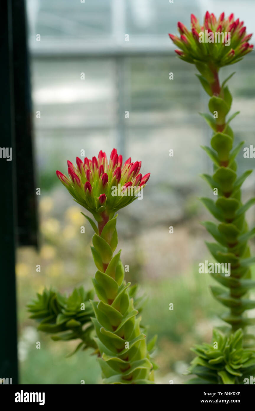 Red crassula -Fotos und -Bildmaterial in hoher Auflösung – Alamy
