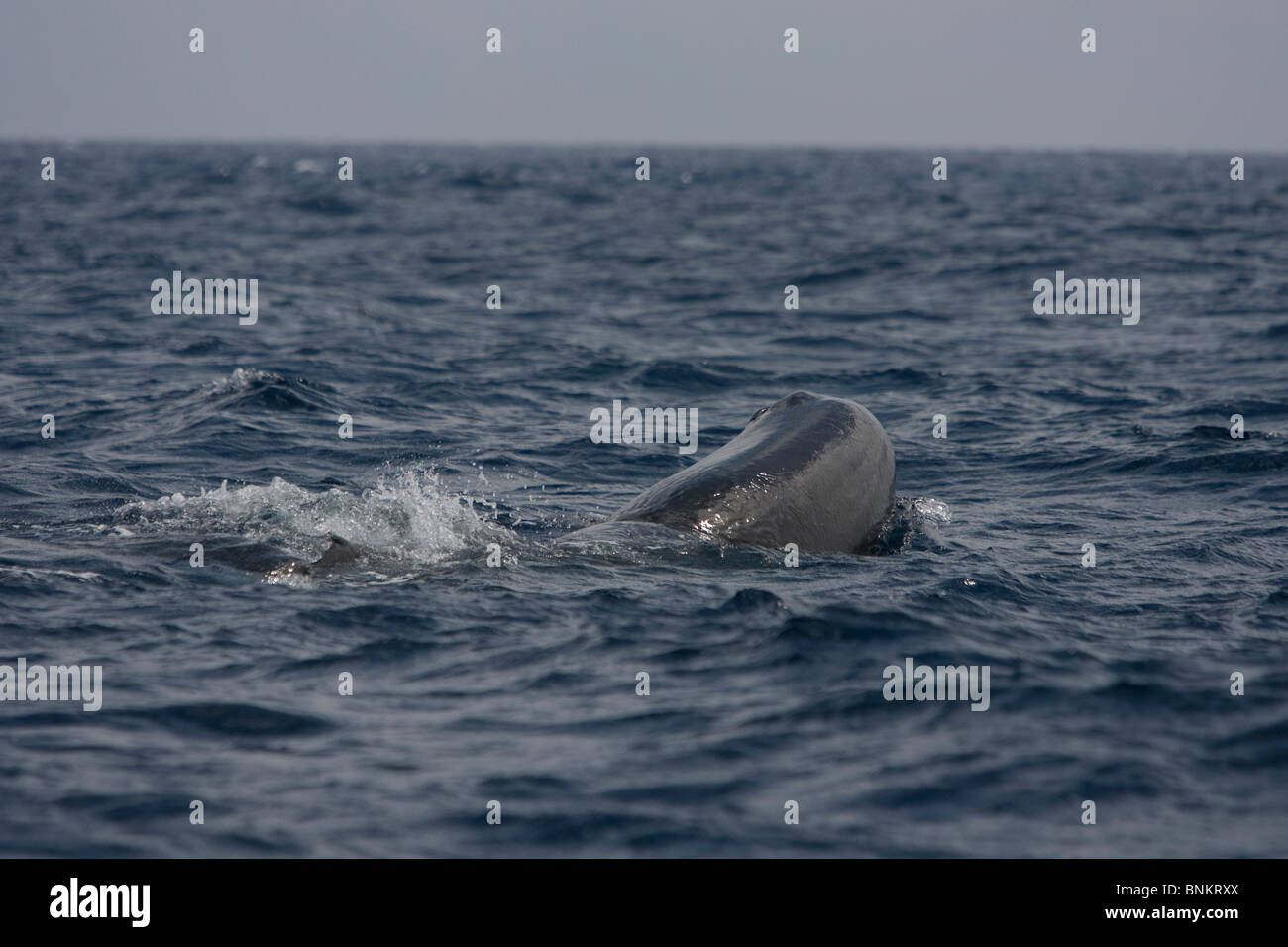 Pottwal kopf -Fotos und -Bildmaterial in hoher Auflösung – Alamy