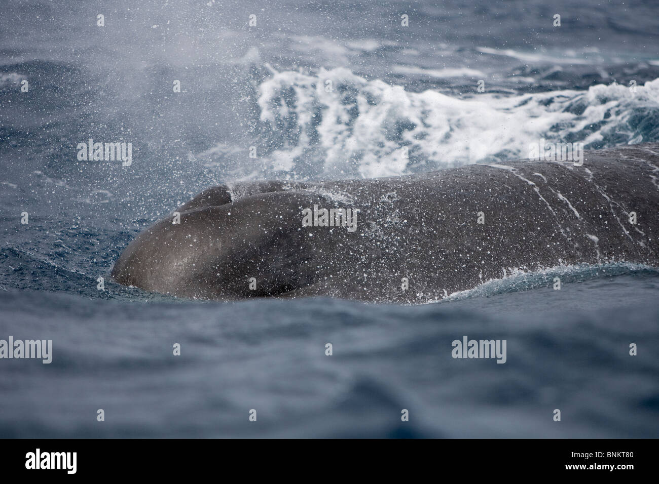 Pottwal Cachalote Pottwal Physeter Macrocephalus Pico Azoren Portugal ...