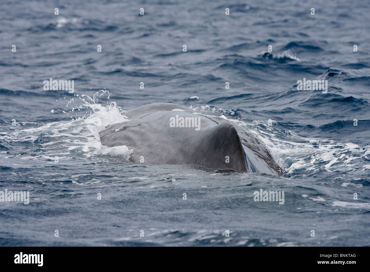 Pottwal -Fotos und -Bildmaterial in hoher Auflösung – Alamy
