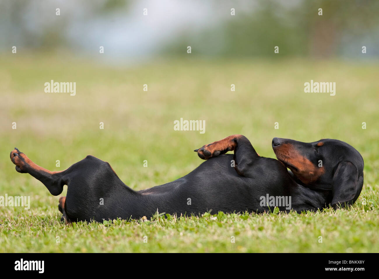 Dog Dachshund Dackel Teckel Shorthaired Stockfotos und -bilder Kaufen ...
