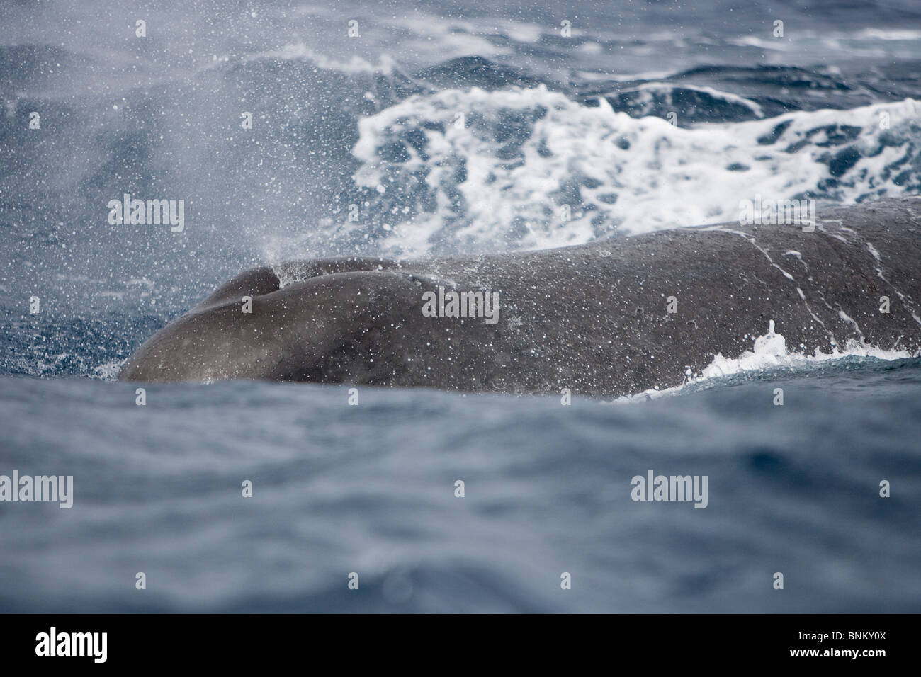 Pottwal Stockfotos und -bilder Kaufen - Alamy
