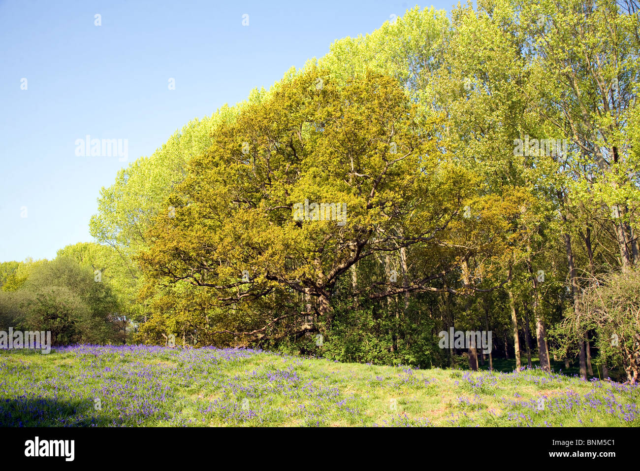Populus tremula -Fotos und -Bildmaterial in hoher Auflösung – Alamy