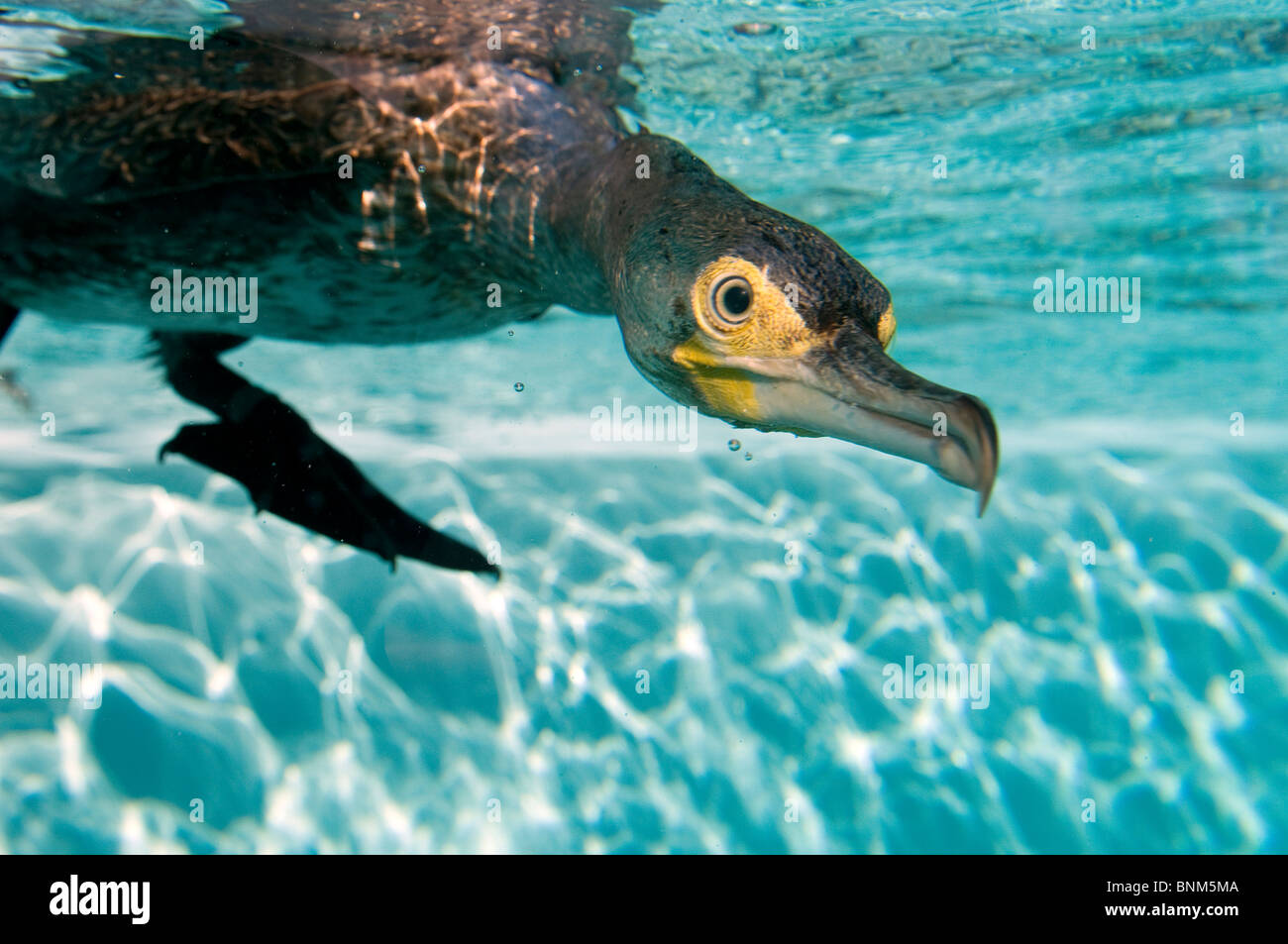 Konnen Vogel Schwimmen