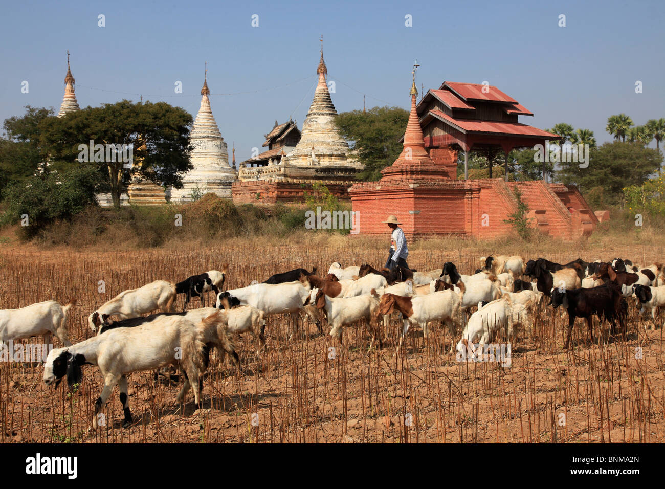 Myanmar bagan pagoda goats -Fotos und -Bildmaterial in hoher Auflösung ...