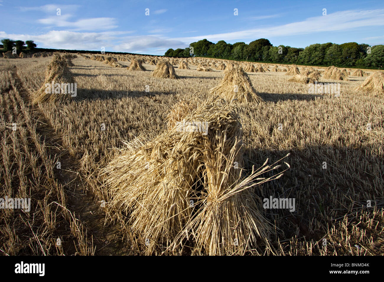 traditionelle Weizen Garbe im Feld Dorset England uk gb Stockfotografie ...