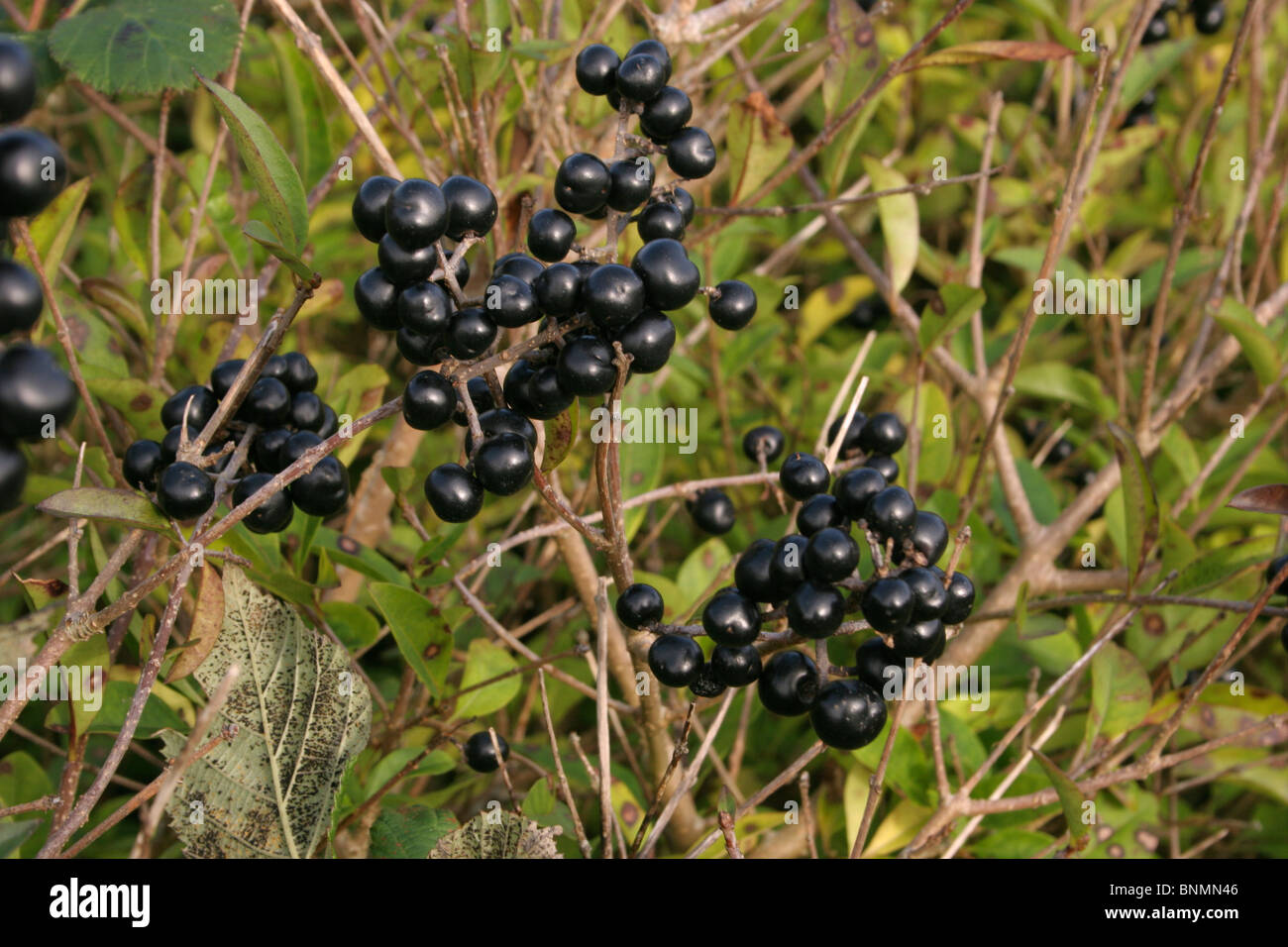 Der gemeine liguster liguster vulgare -Fotos und -Bildmaterial in hoher ...