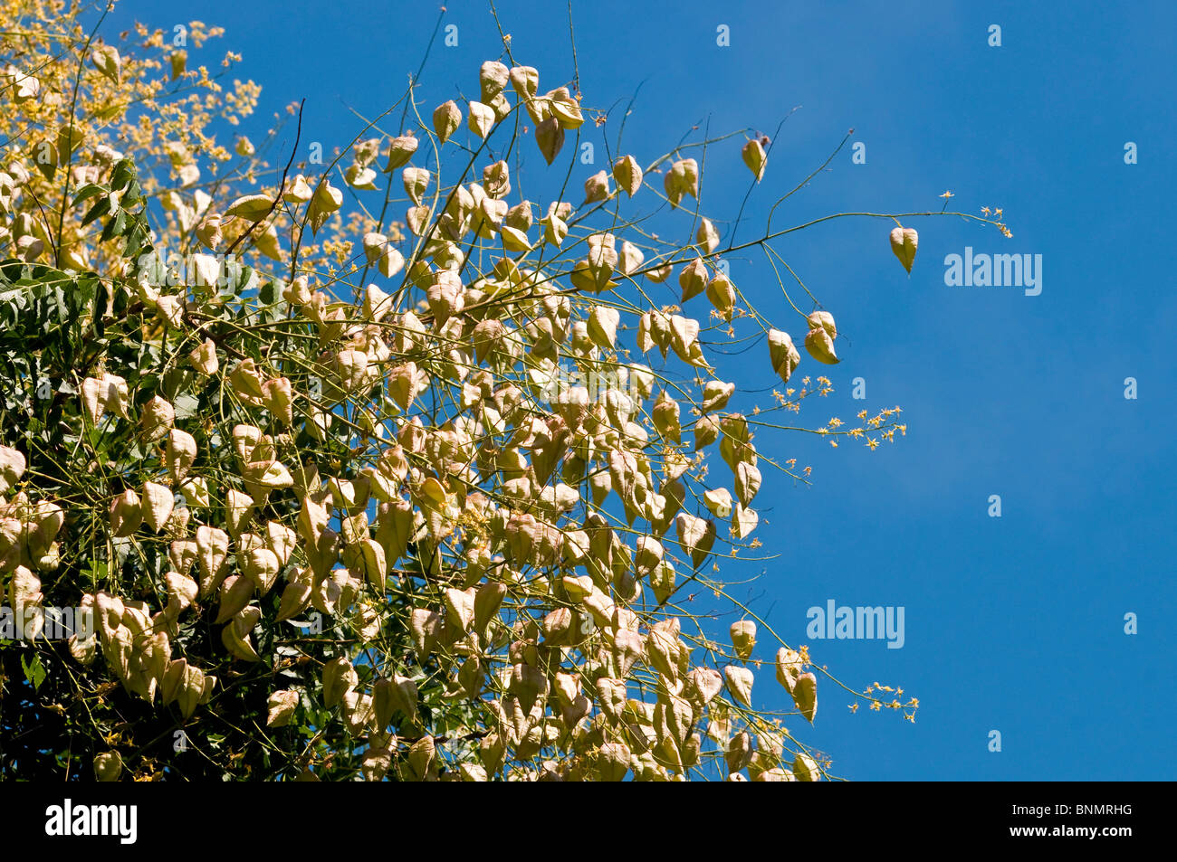 Goldener regen baum koelreuteria paniculata -Fotos und -Bildmaterial in ...