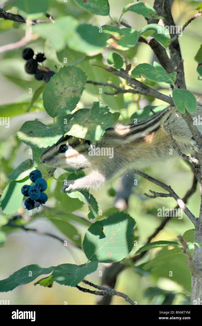 Beeren essen in saskatchewan -Fotos und -Bildmaterial in hoher ...