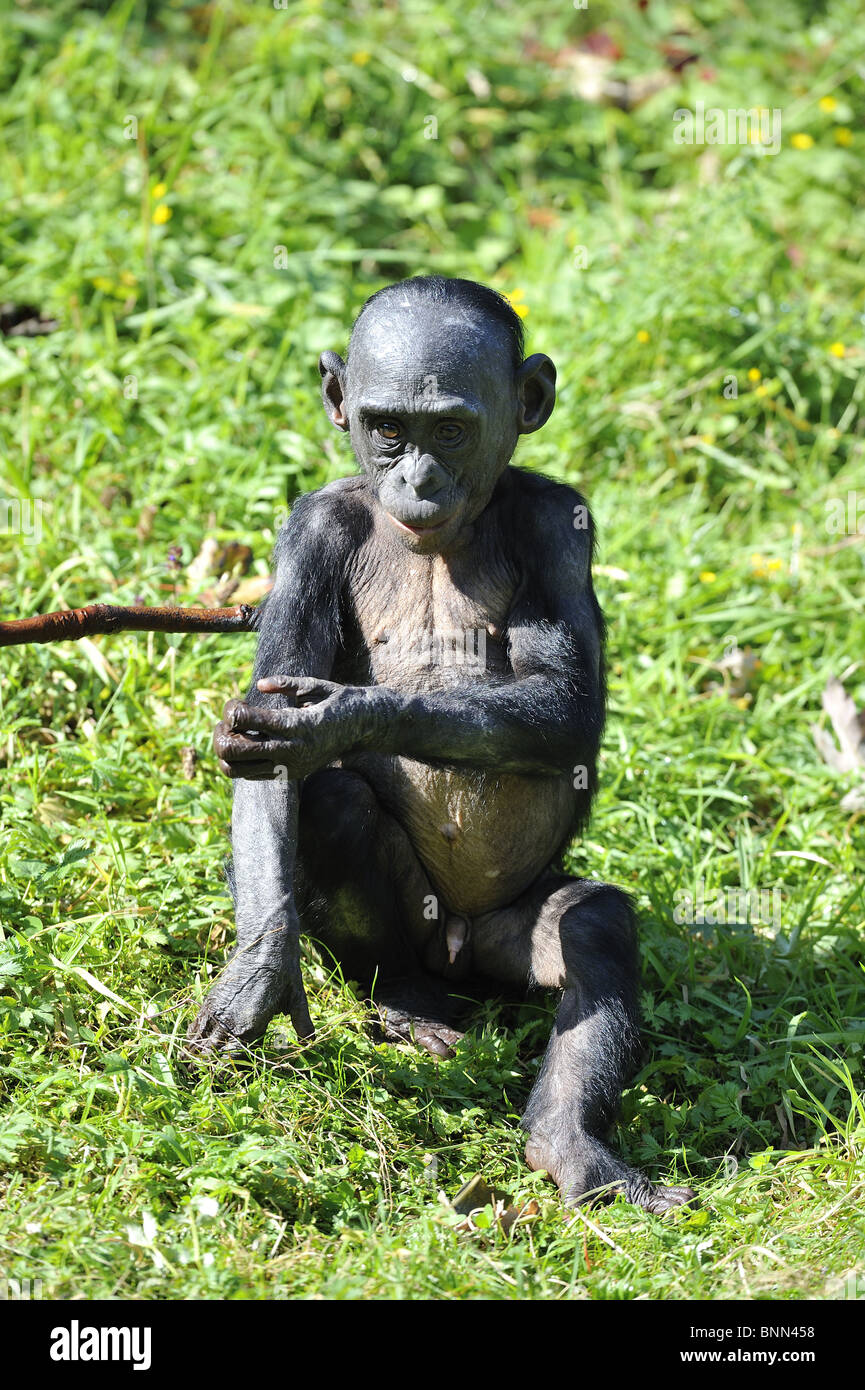 Junge männliche Bonobo (Pan Paniscus) sitzen auf dem Boden ...