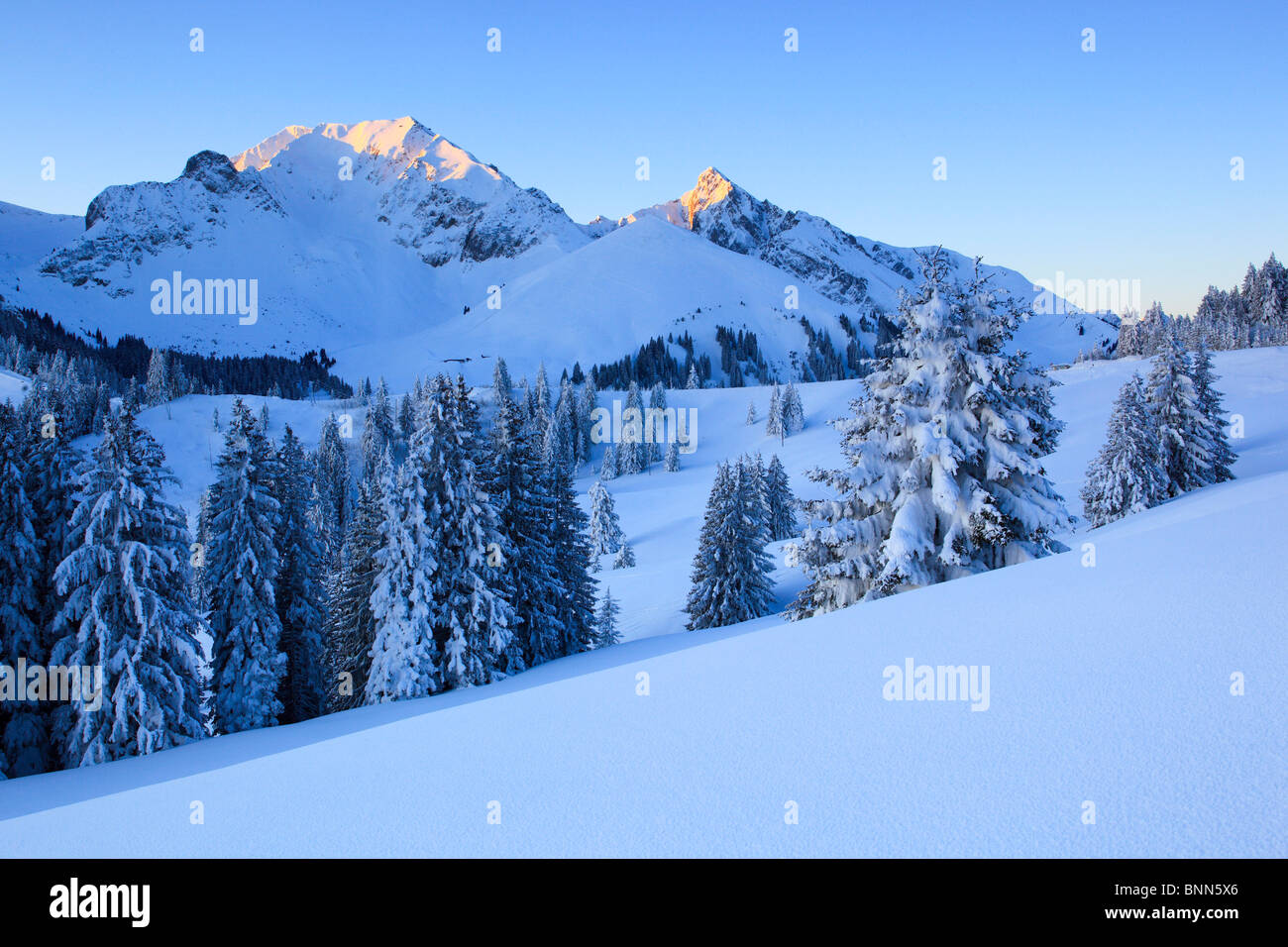 Alpen Alpen Nachleuchtens Alpenpanorama Baum Baum Grenze Berg Berg ...