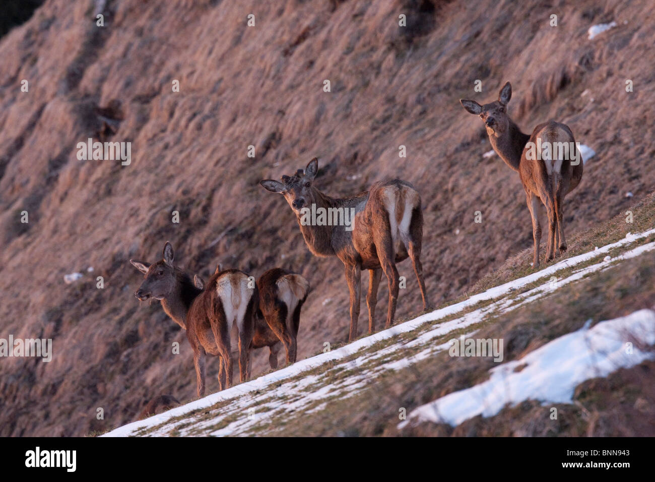 Der Schweiz Kanton Graubünden Graubünden Tier Tier Spiel rote Rotwild ...