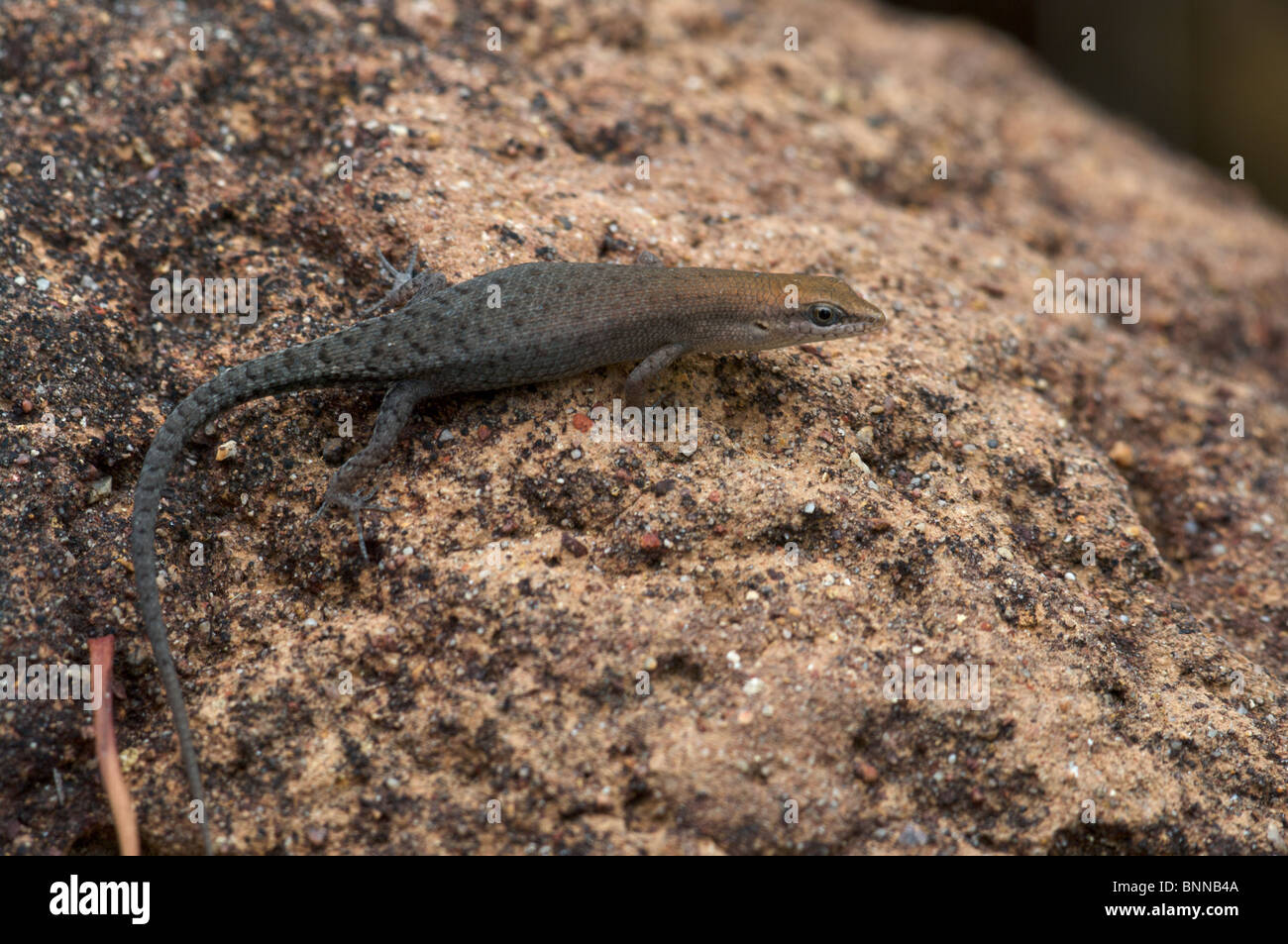 Zweistacheliger regenbogen skink -Fotos und -Bildmaterial in hoher ...