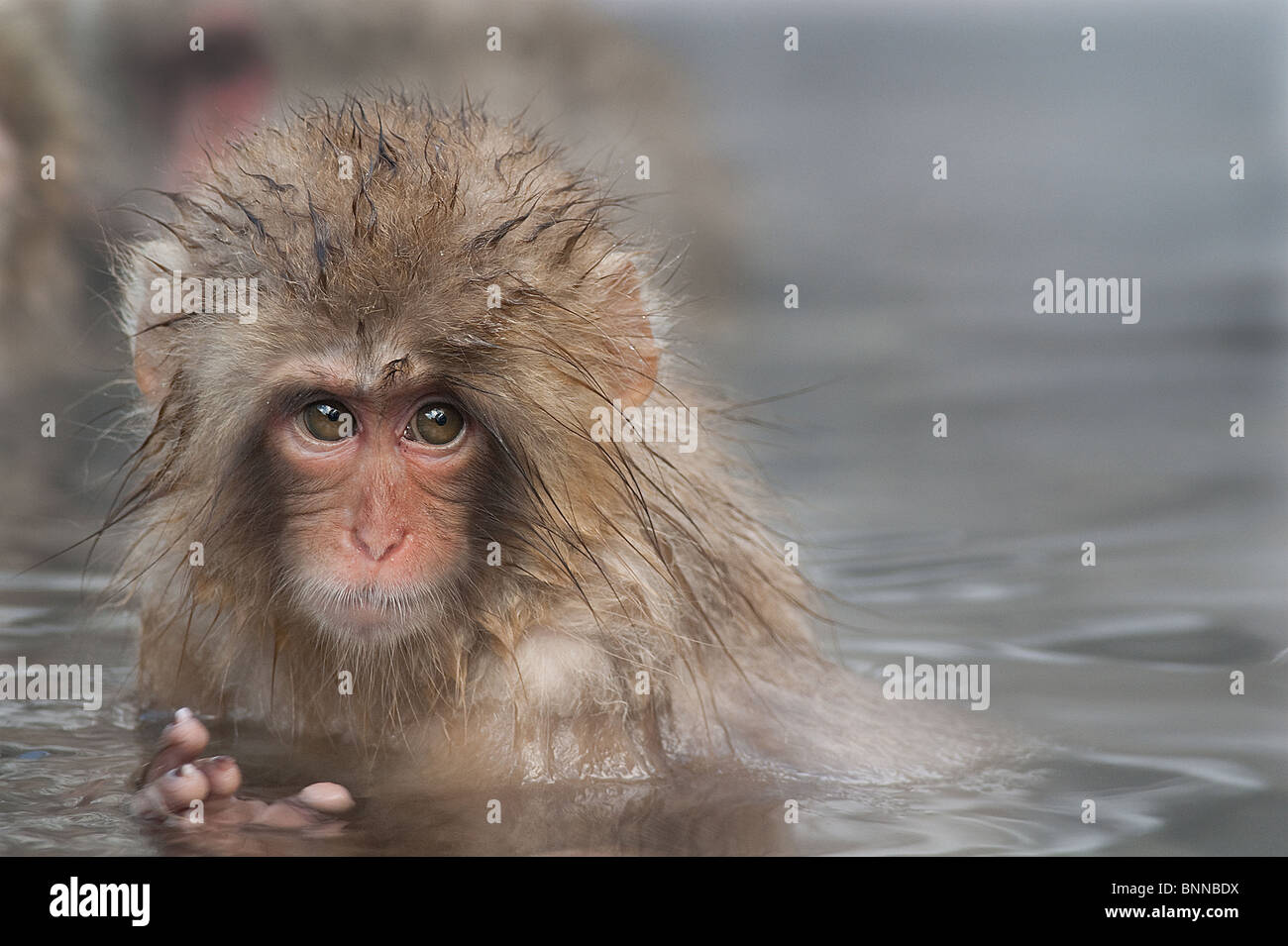 Japanische Schnee Affenbaby blickend Jigokudani Yaenkoen ...