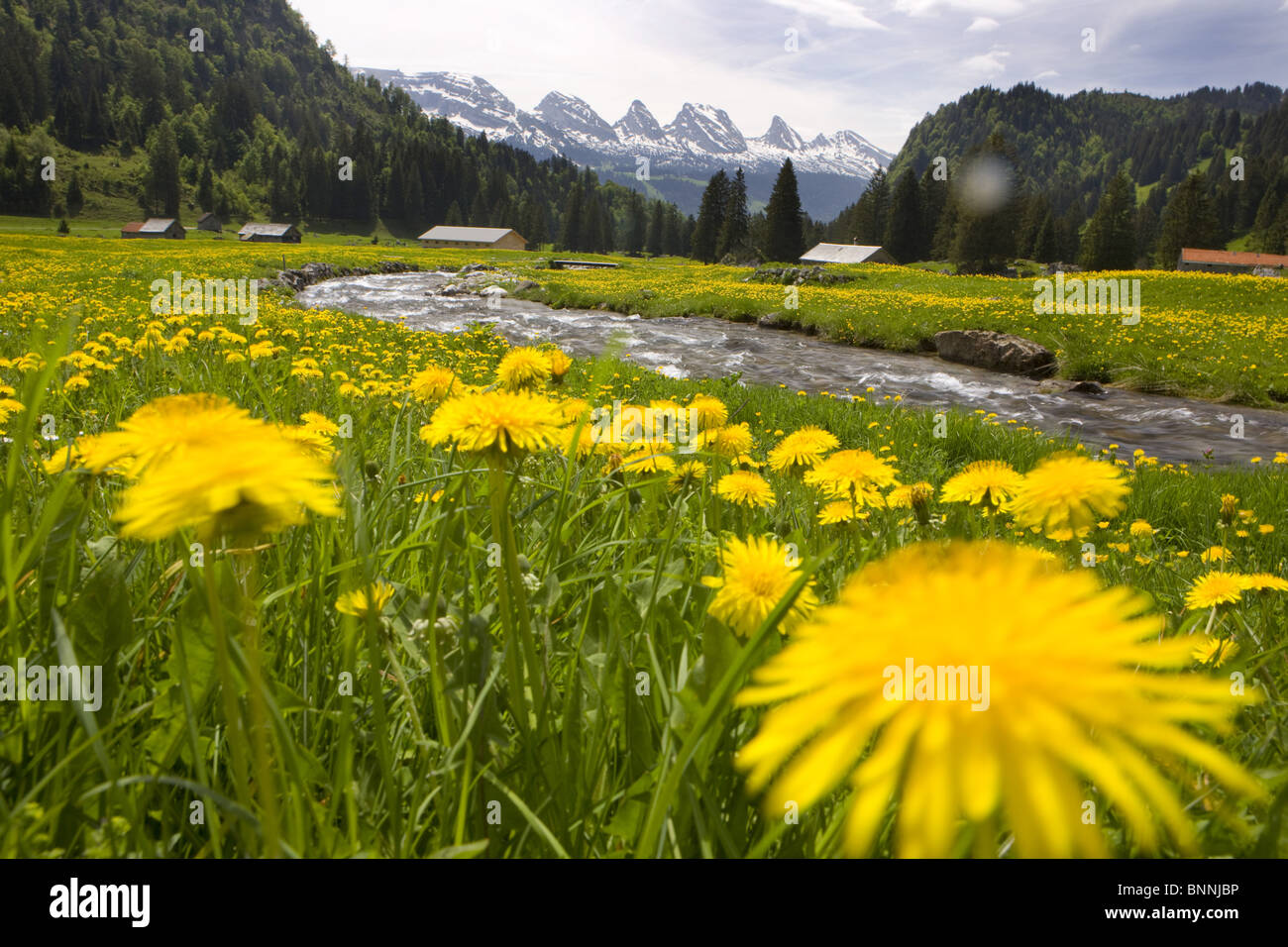 Kanton der Schweiz Schweizer Landschaft Frühling Blumen Wiese Löwenzahn ...