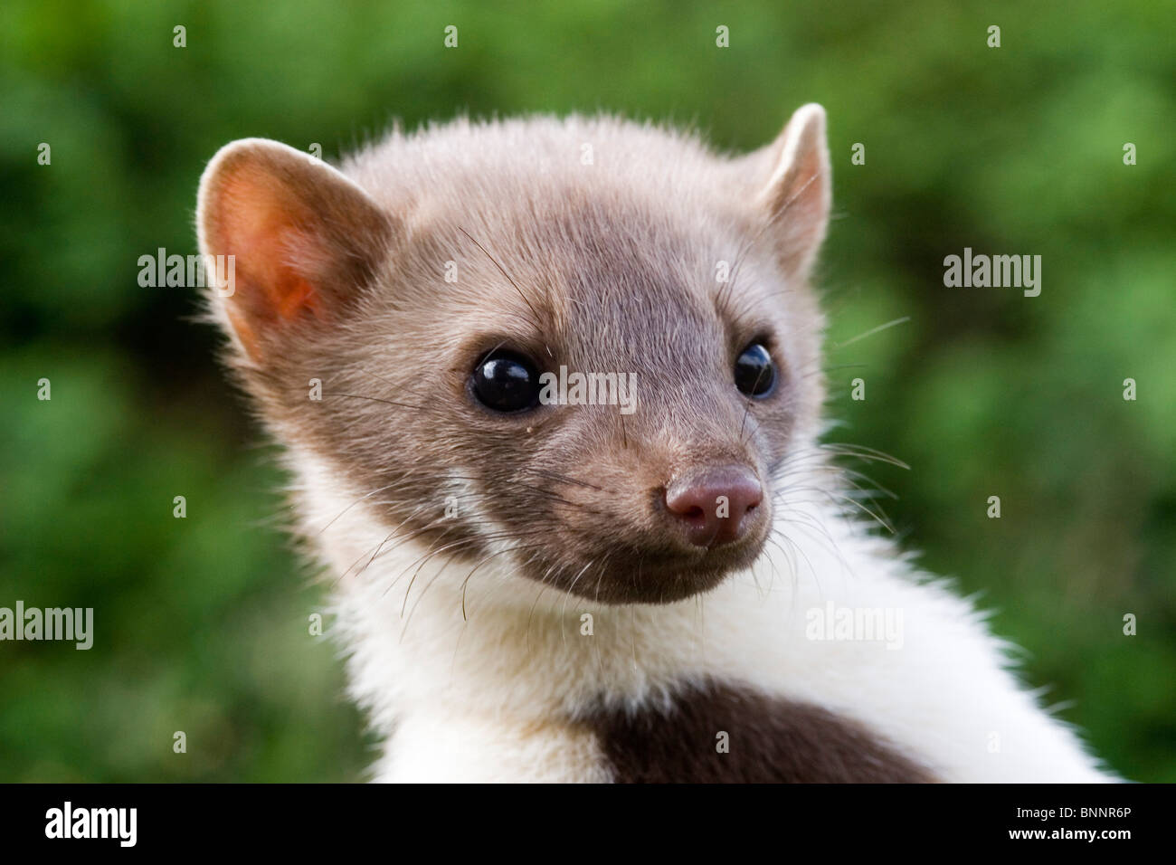 Steinmarder oder buche marder martes foina -Fotos und -Bildmaterial in ...