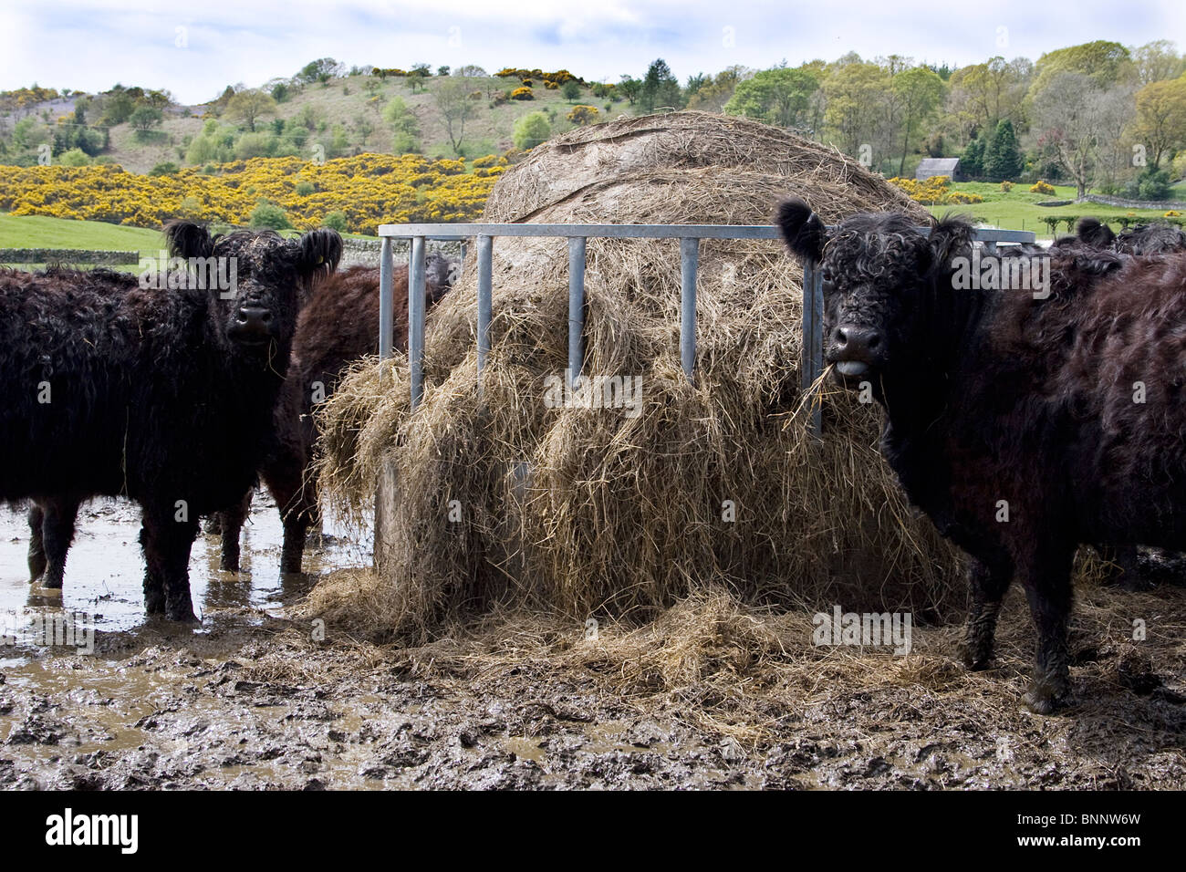 Galloway cattle scotland -Fotos und -Bildmaterial in hoher Auflösung ...