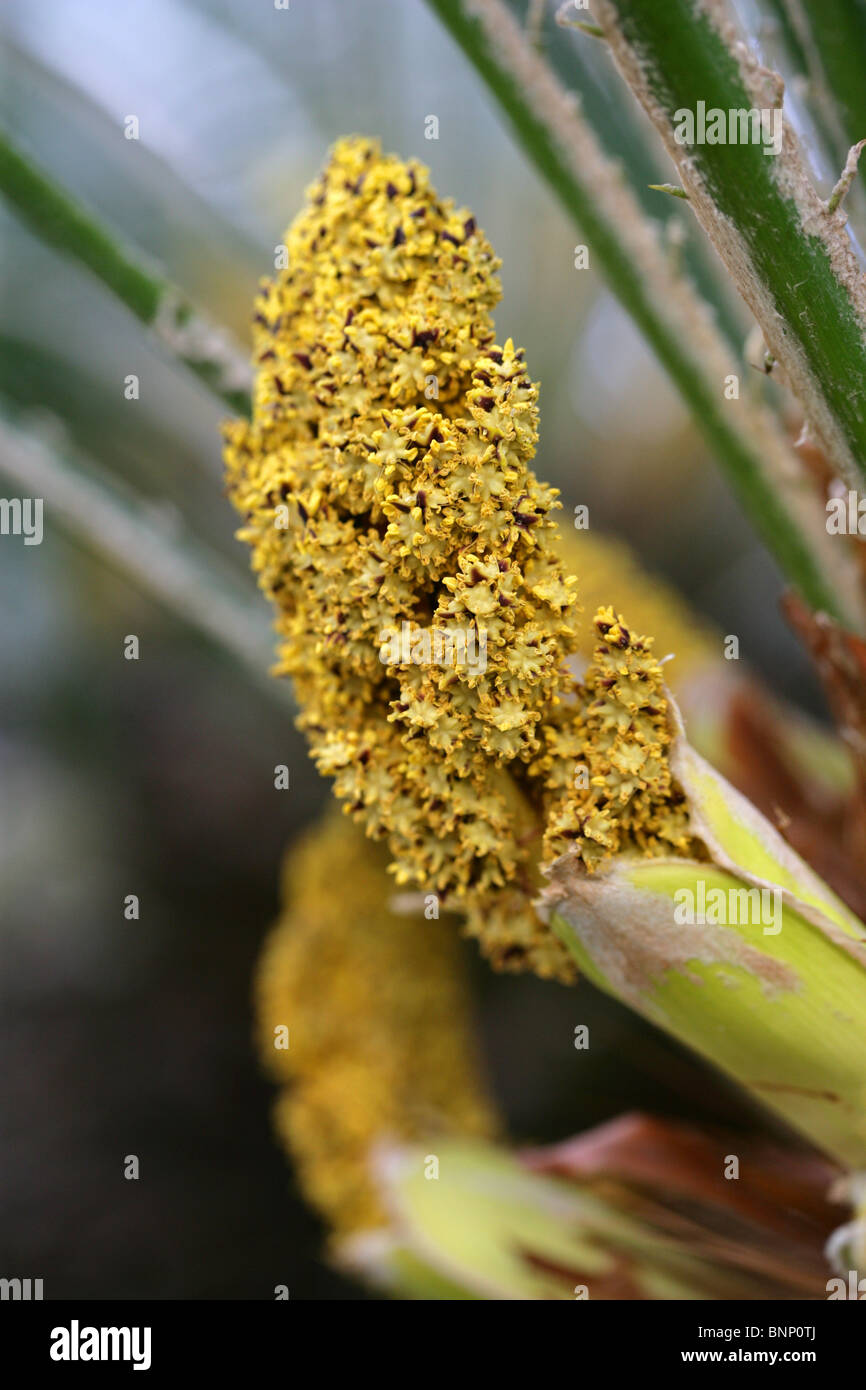 Chamaerops palme chamaerops humilis -Fotos und -Bildmaterial in hoher Auflösung – Alamy