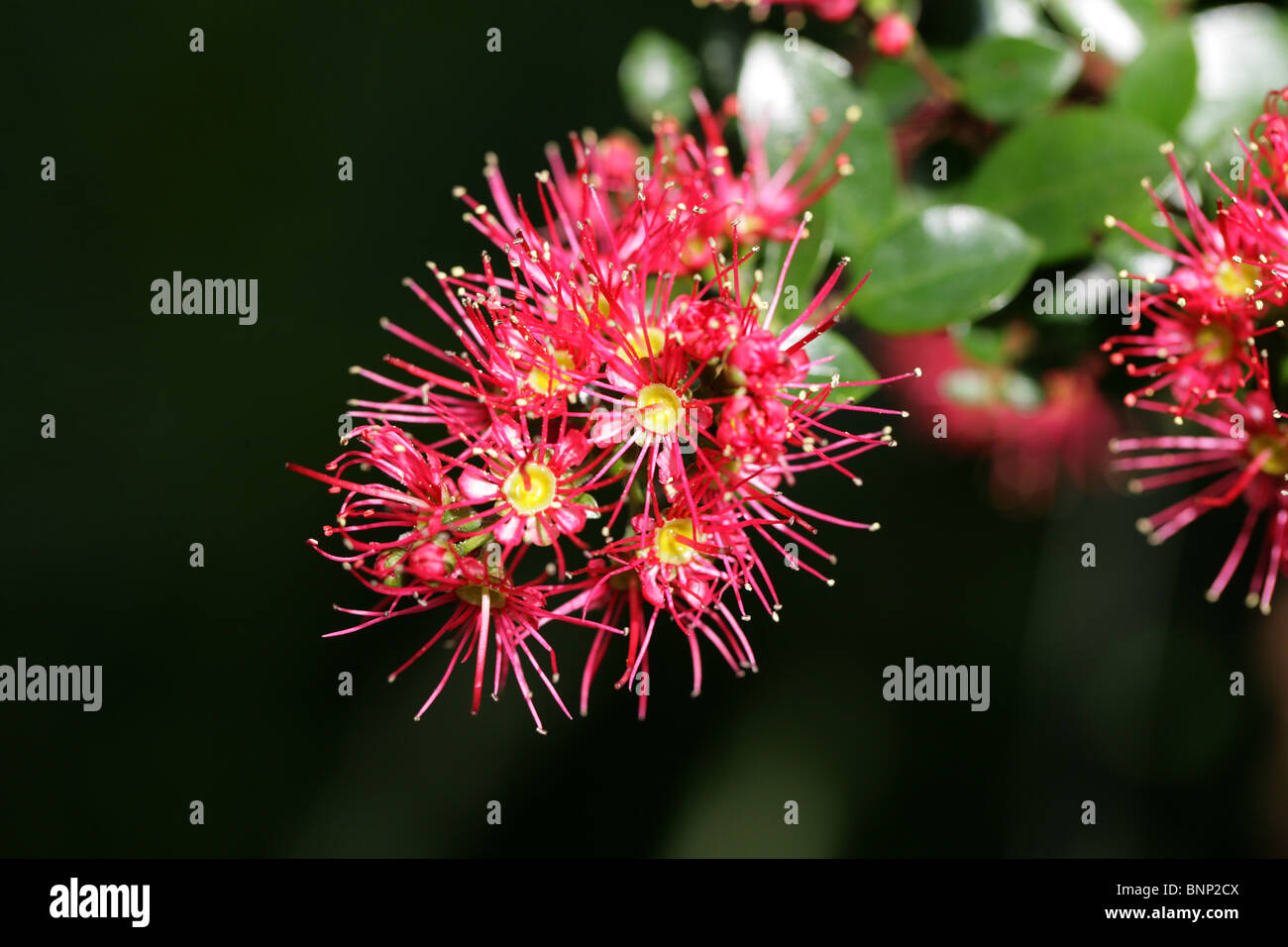 Rata Vine aka Carmine Rata oder Crimson Rata, Metrosideros Carminea ...