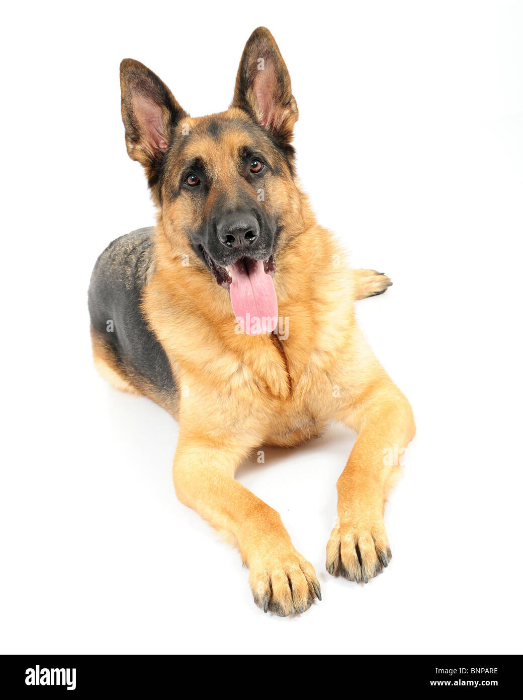 Deutscher schaeferhund -Fotos und -Bildmaterial in hoher Auflösung – Alamy